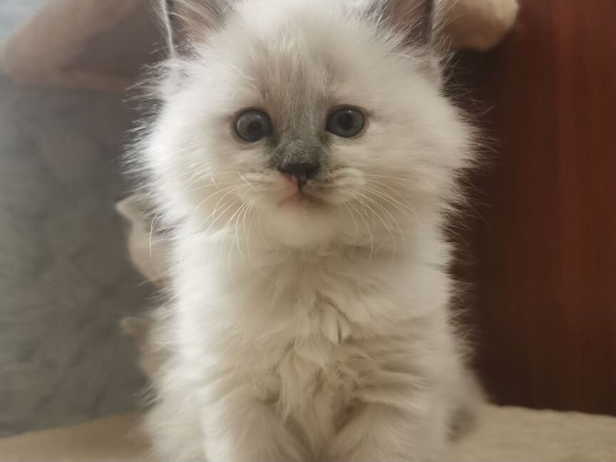 Кошечка Невской Маскарадной
