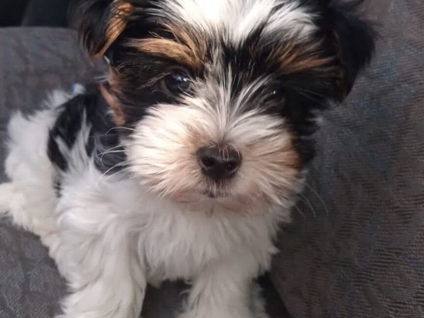 Щенки бивер