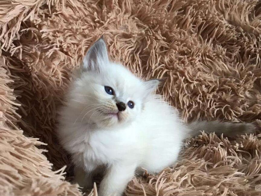 Невские маскарадные котята