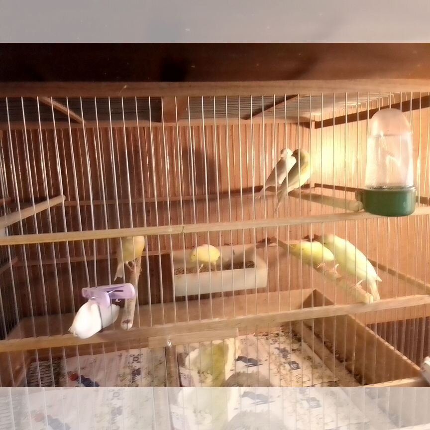 Птица канарейка