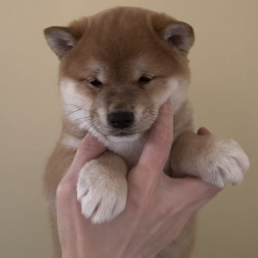 Сиба-ину, щенок