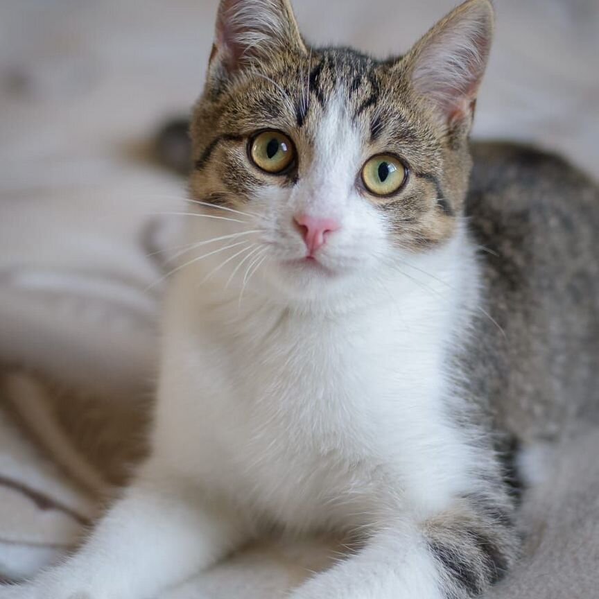 Котенок мальчик