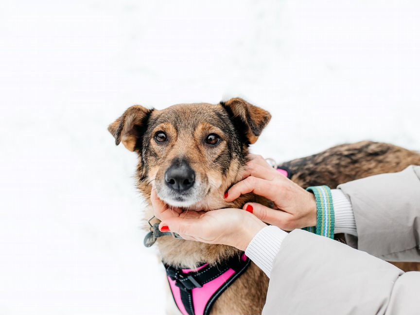 Алечка ищет дом