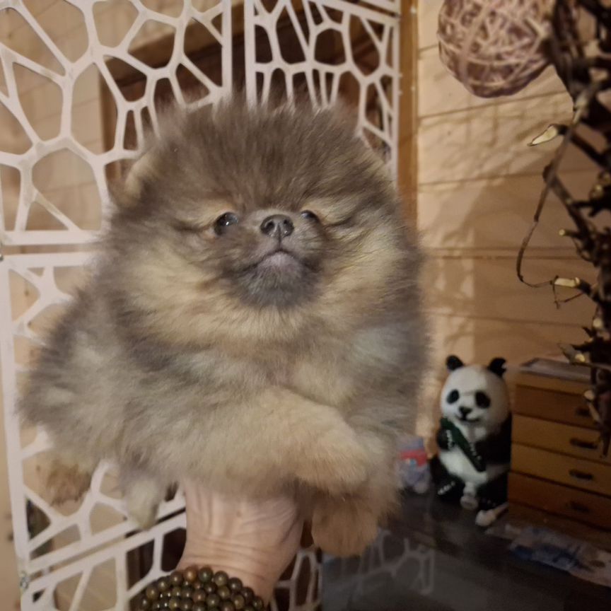 Померанский шпиц, щенок