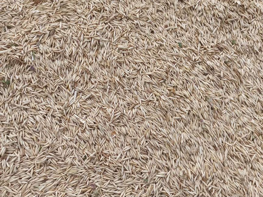 Овëс ячмень