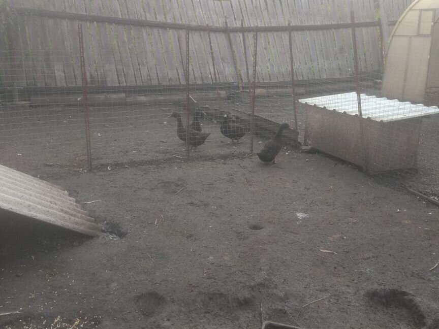 Утка каюга