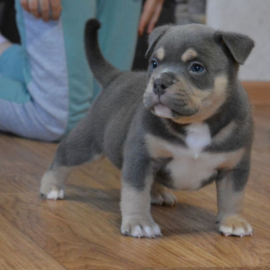 Булли мальчик