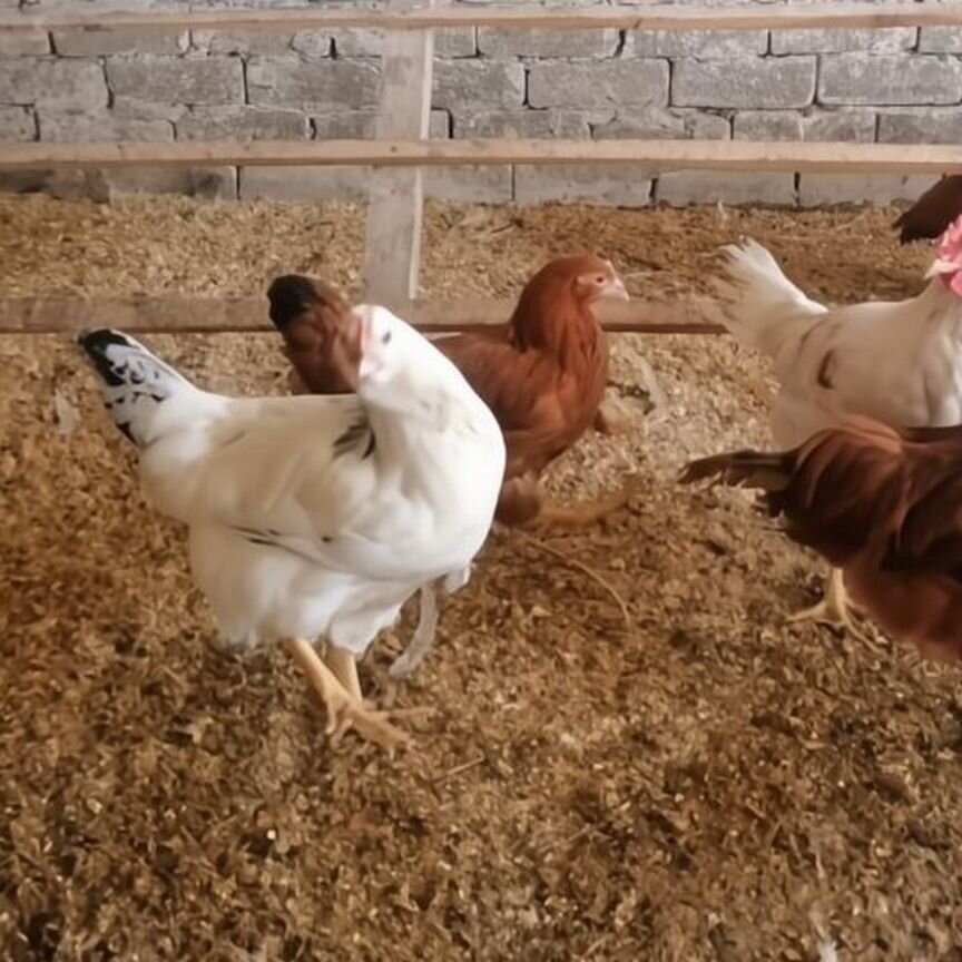 Куры молодки несушки