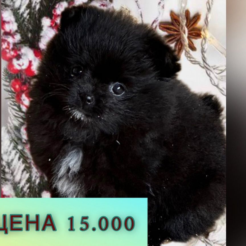 Мини шпиц,черные