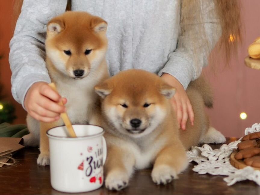 Сиба щенки 2 месяца