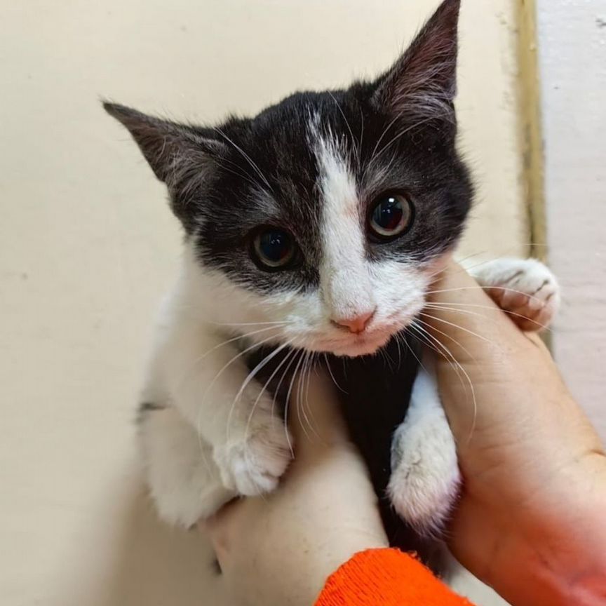 Котёнок в добрые руки