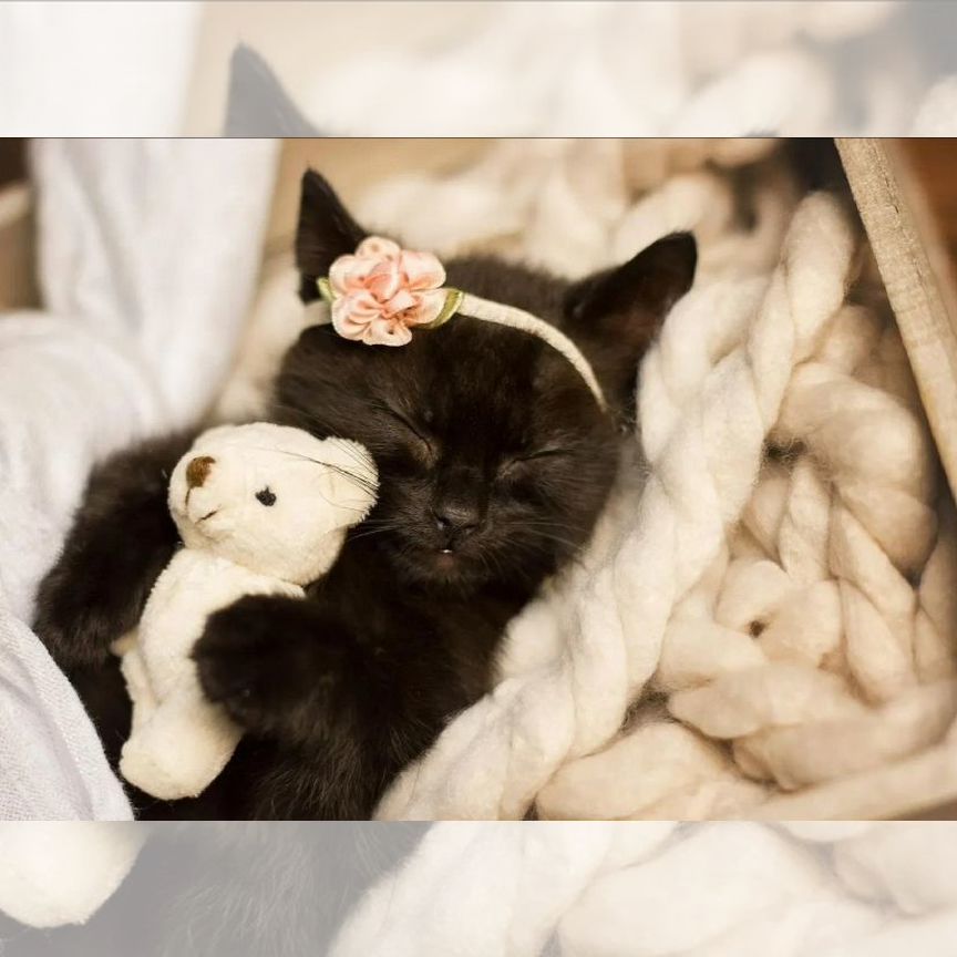 Черная красавица котенок девочка