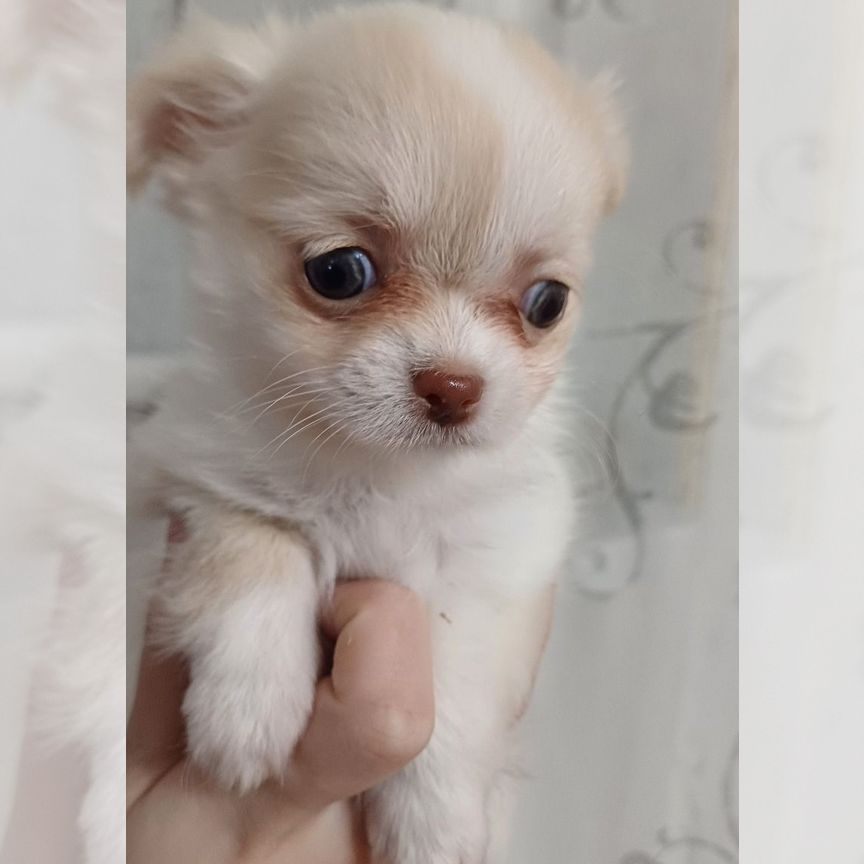 Чихуахуа super крошка