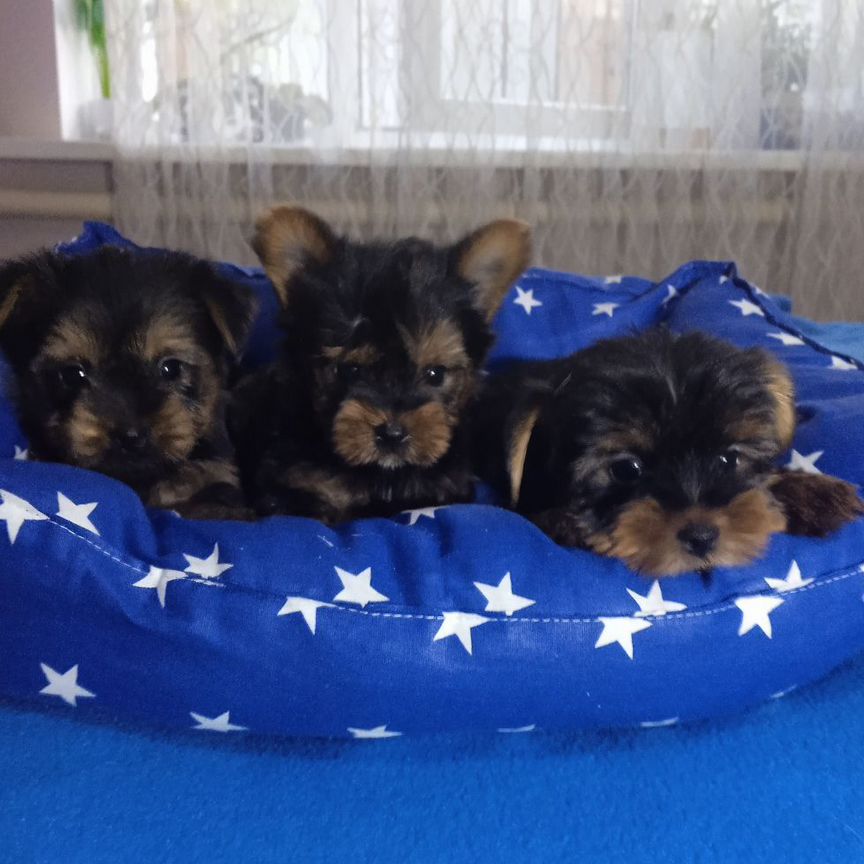 Йоркширский терьер, щенок