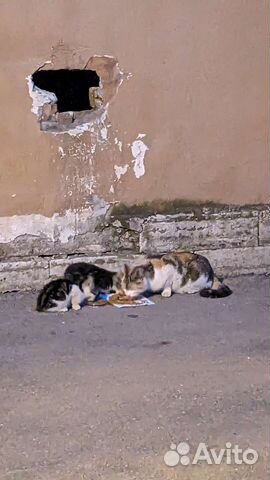 Маленькие котята на улице ищут дом или передержку