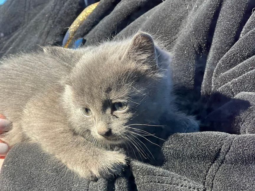 Котята в добрые руки