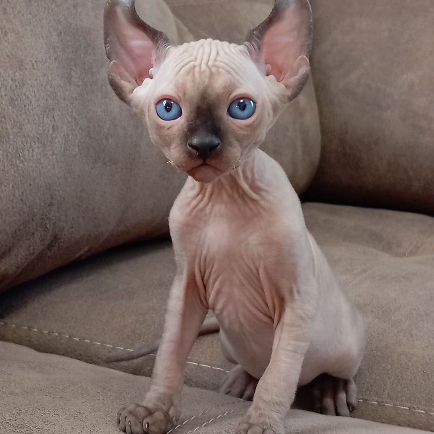 Канадский сфинкс котёнок