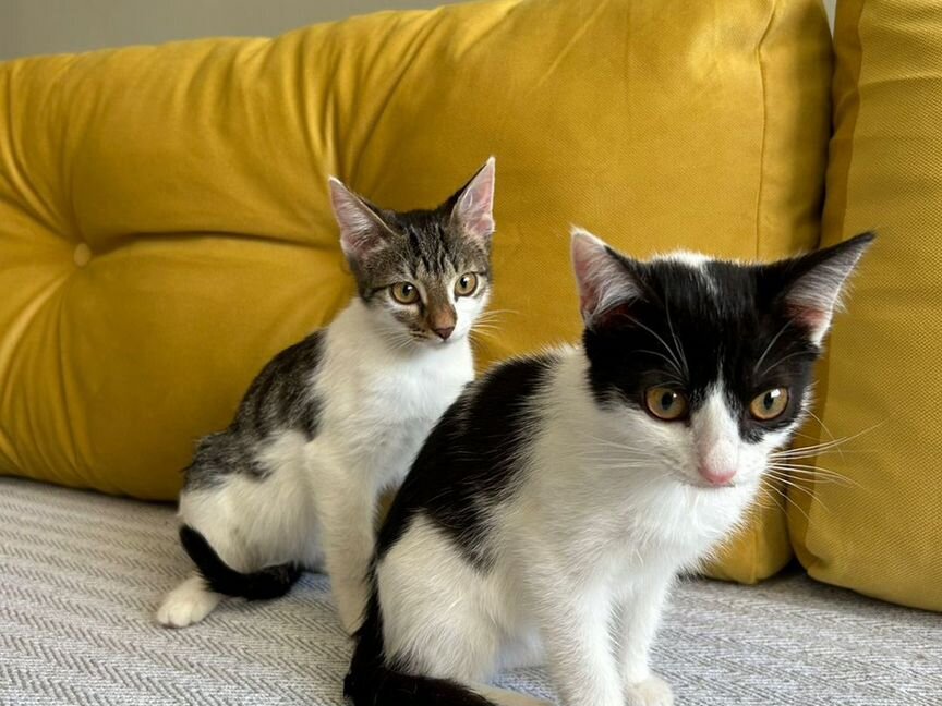 Котята в добрые руки