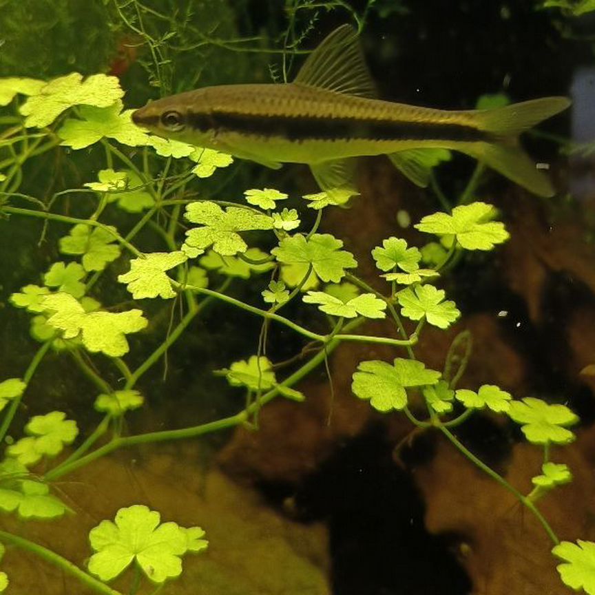 Сиамский водорослеед