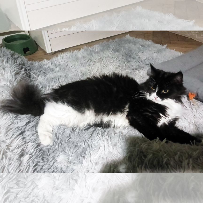 Взрослая кошка в добрые руки