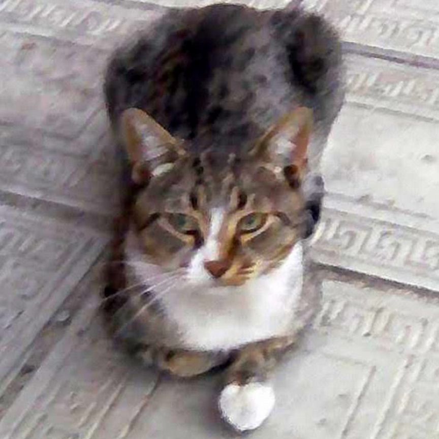 Котик Казанова ищет семью