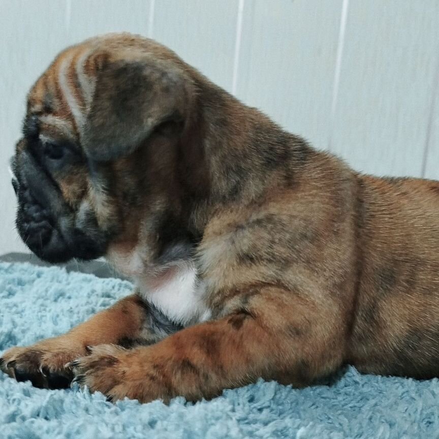 Английский бульдог, щенок