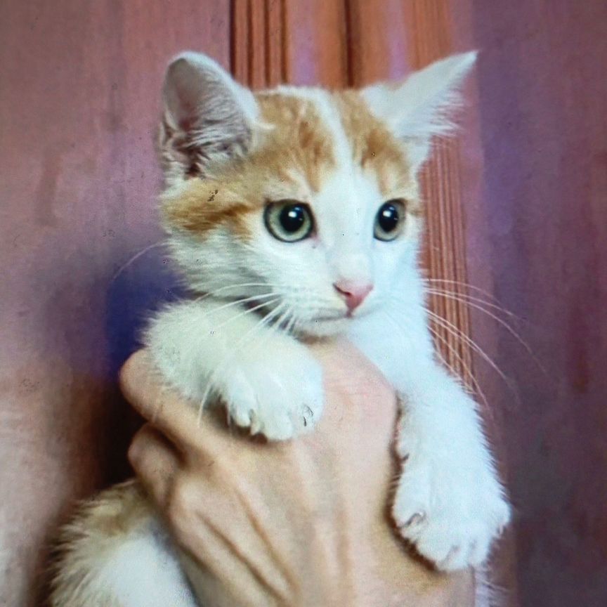 Котëнок девочка в добрые руки