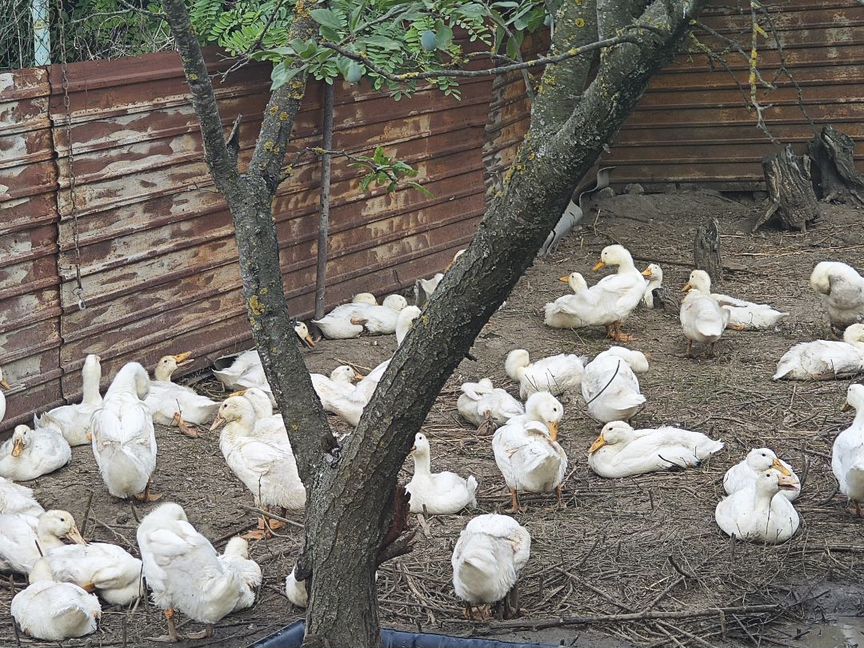 Мясо утки цена за 1 кг