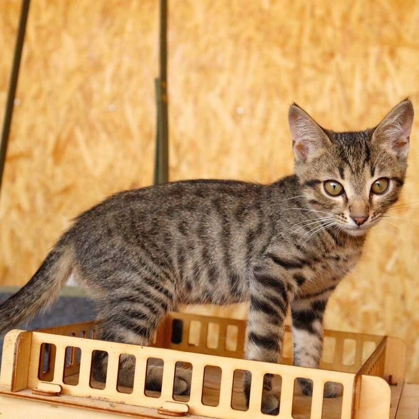 Маленький Крошик в добрые руки