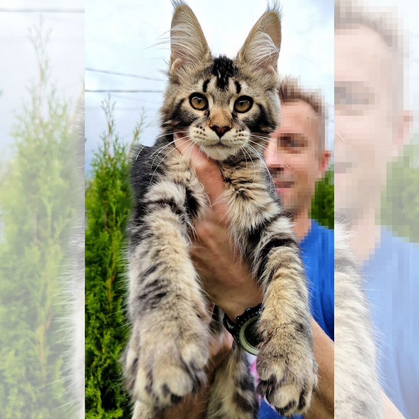 Кошка мейн-кун