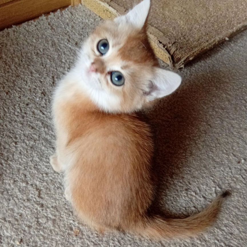 Шотландский прямоухий короткошёрстный котёнок
