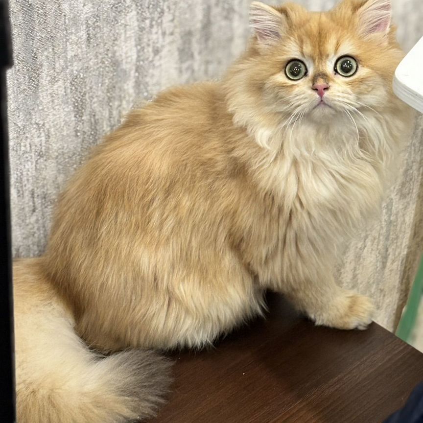 Британский длинношёрстный котёнок