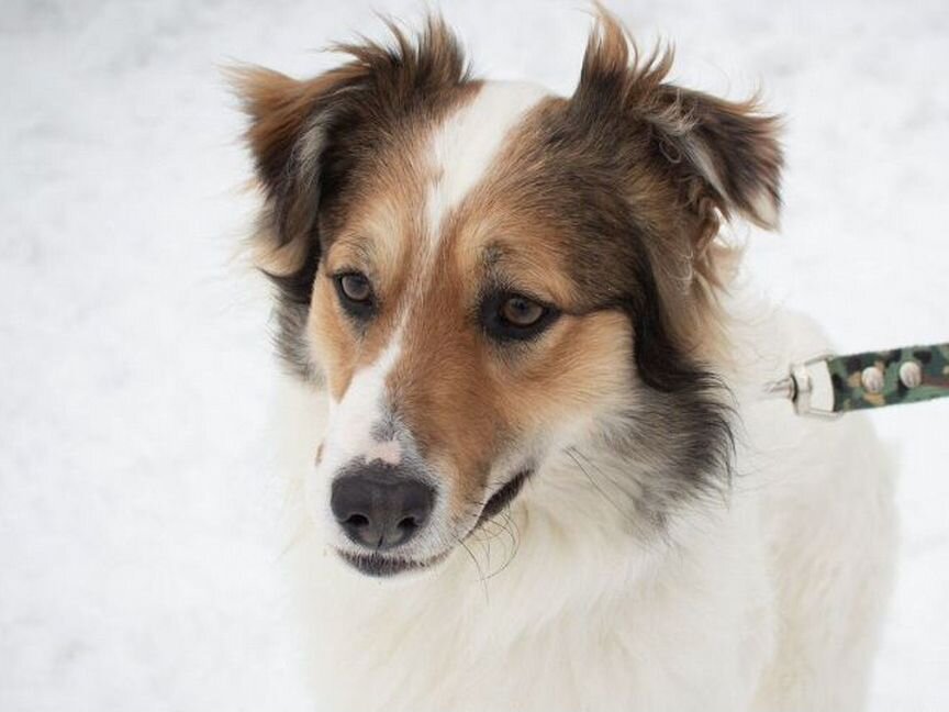 Смышлёный Элвис ищет дом