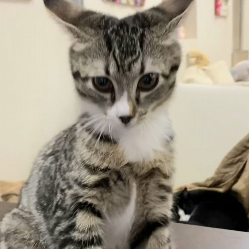 Котенок