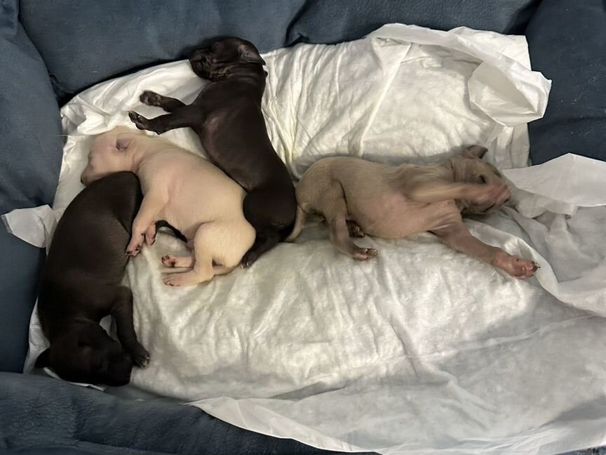 Щенки левретки