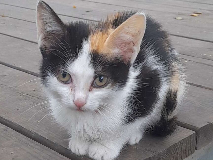 Дворняжки котята