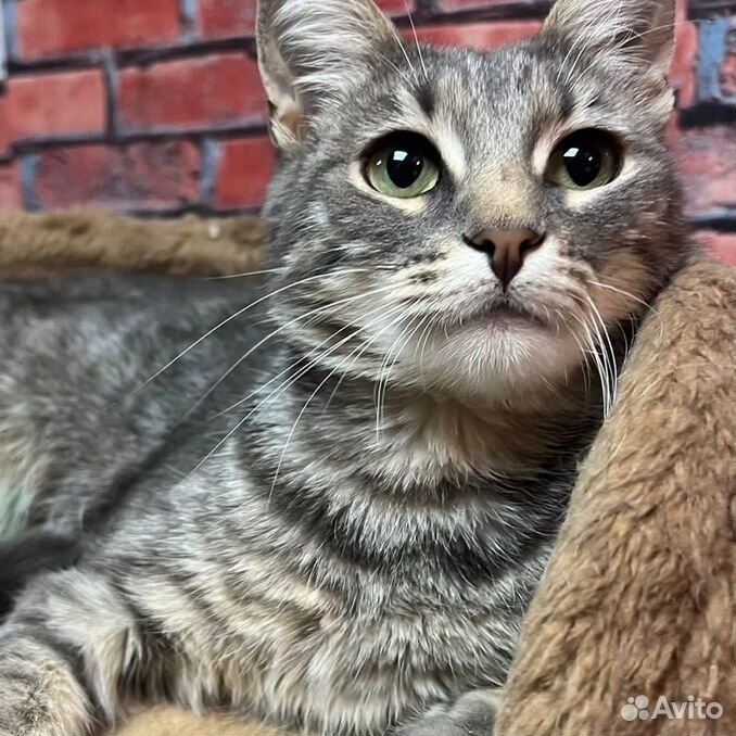 Зеленоглазое чудо кошечка Алиса 2 года