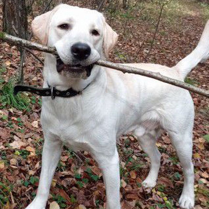 Лабрадор-ретривер, взрослый пёс