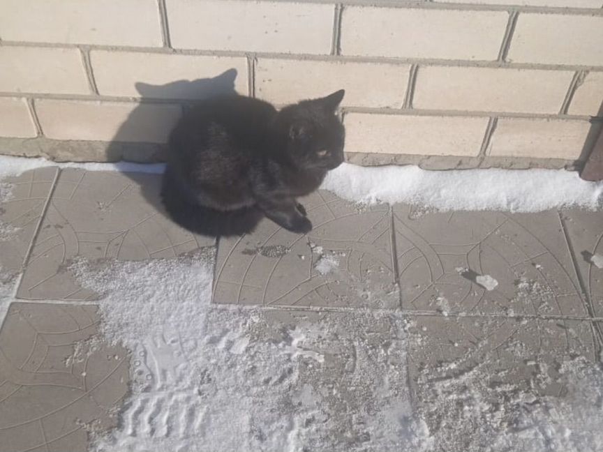 Котята