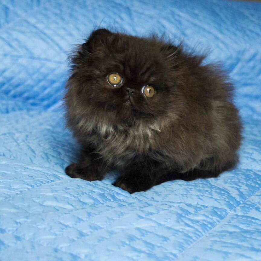 Персидский черный мальчик