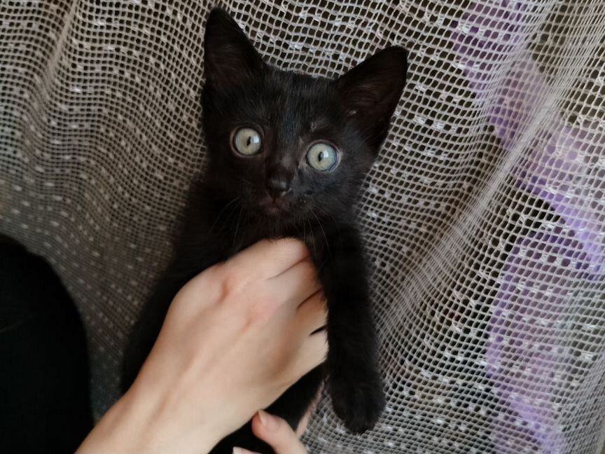 Кошки в добрые руки