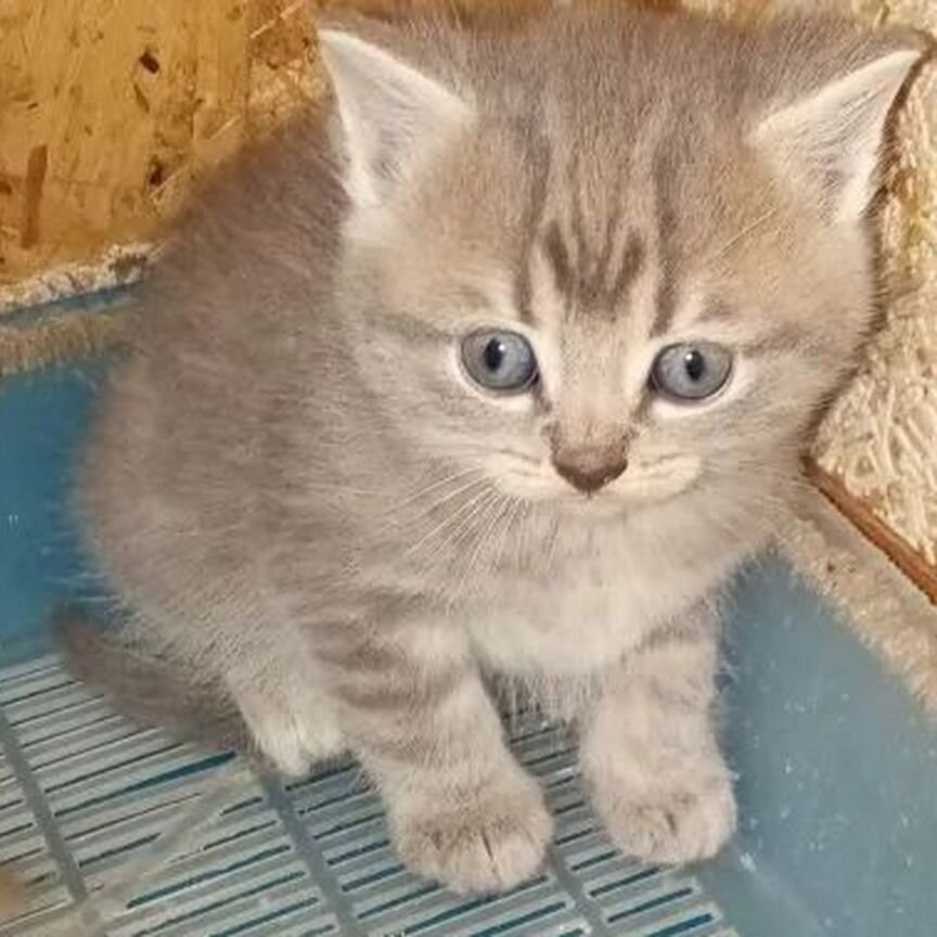 Шотландский вислоухий короткошёрстный котёнок