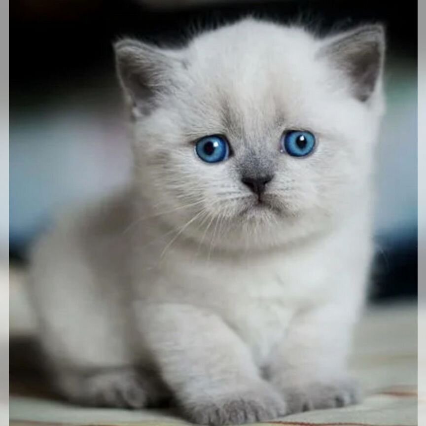 Голубоглазые плюшки