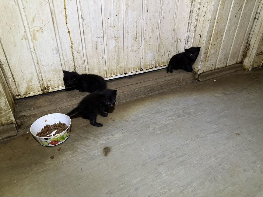 Черные котятки