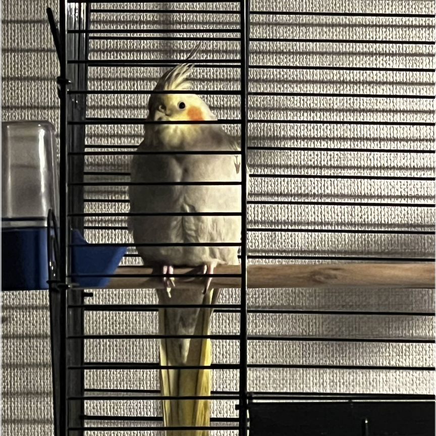 Попугай Корелла мальчик