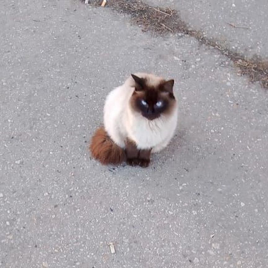 Кошка ищет дом