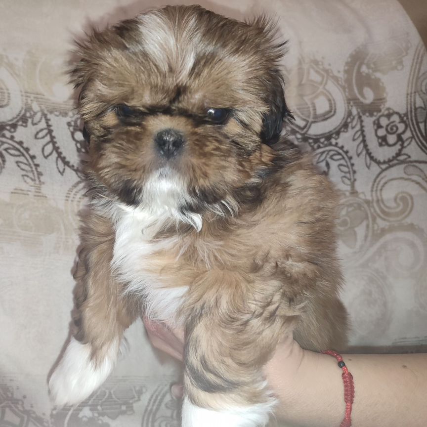 Ши-тцу, щенок