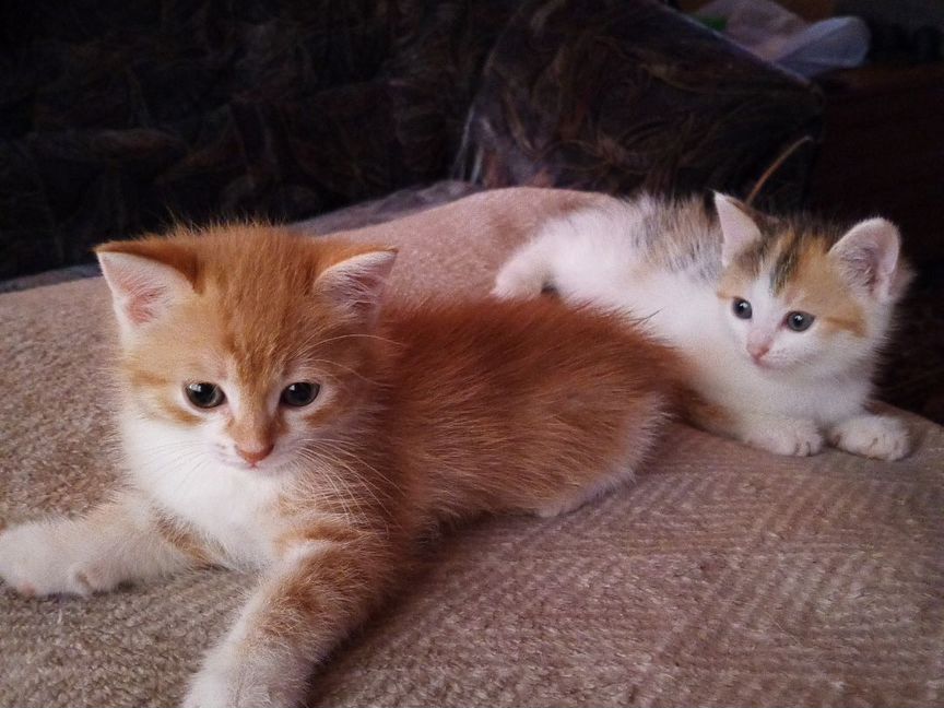 Кошкрыжаяа