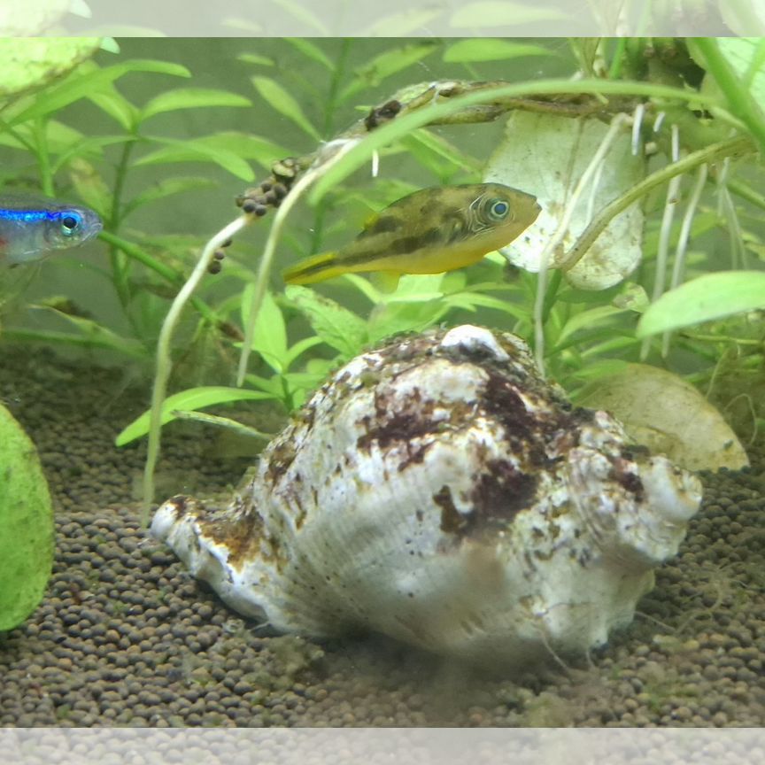 Тетрадон карликовый рыбка