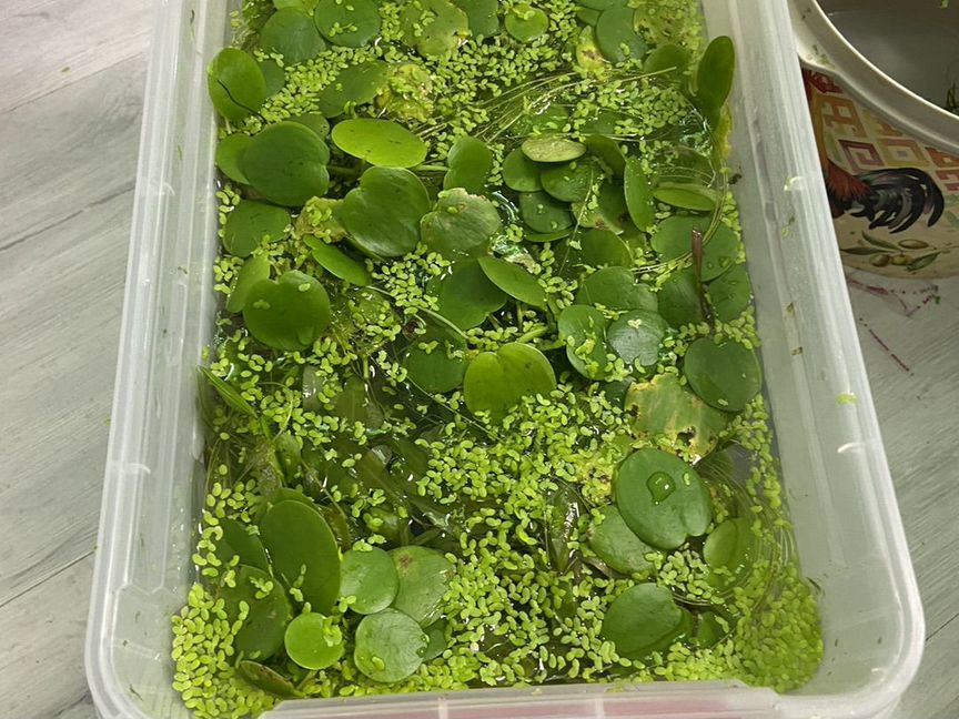 Прополка аквариума